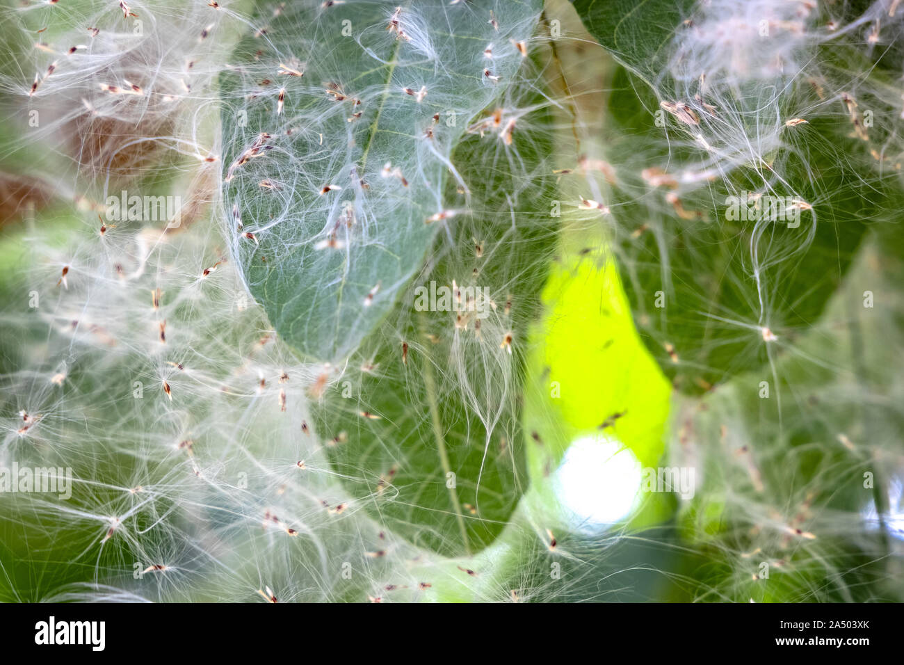 Mess of spider webs on a tree or plant Stock Photo - Alamy