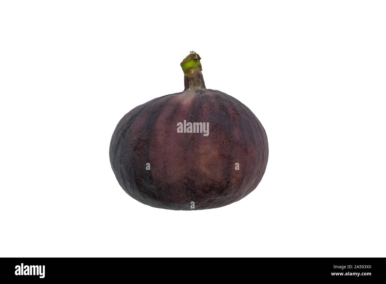 Side view of ripe purple and round common fig (Ficus carica) fruit ...