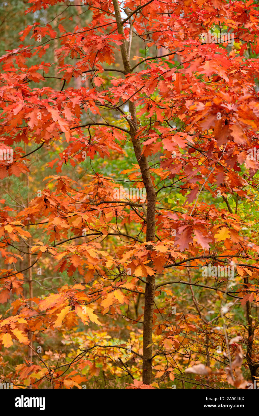 Background with a closeup of a beautiful colored red oak in the forest ...
