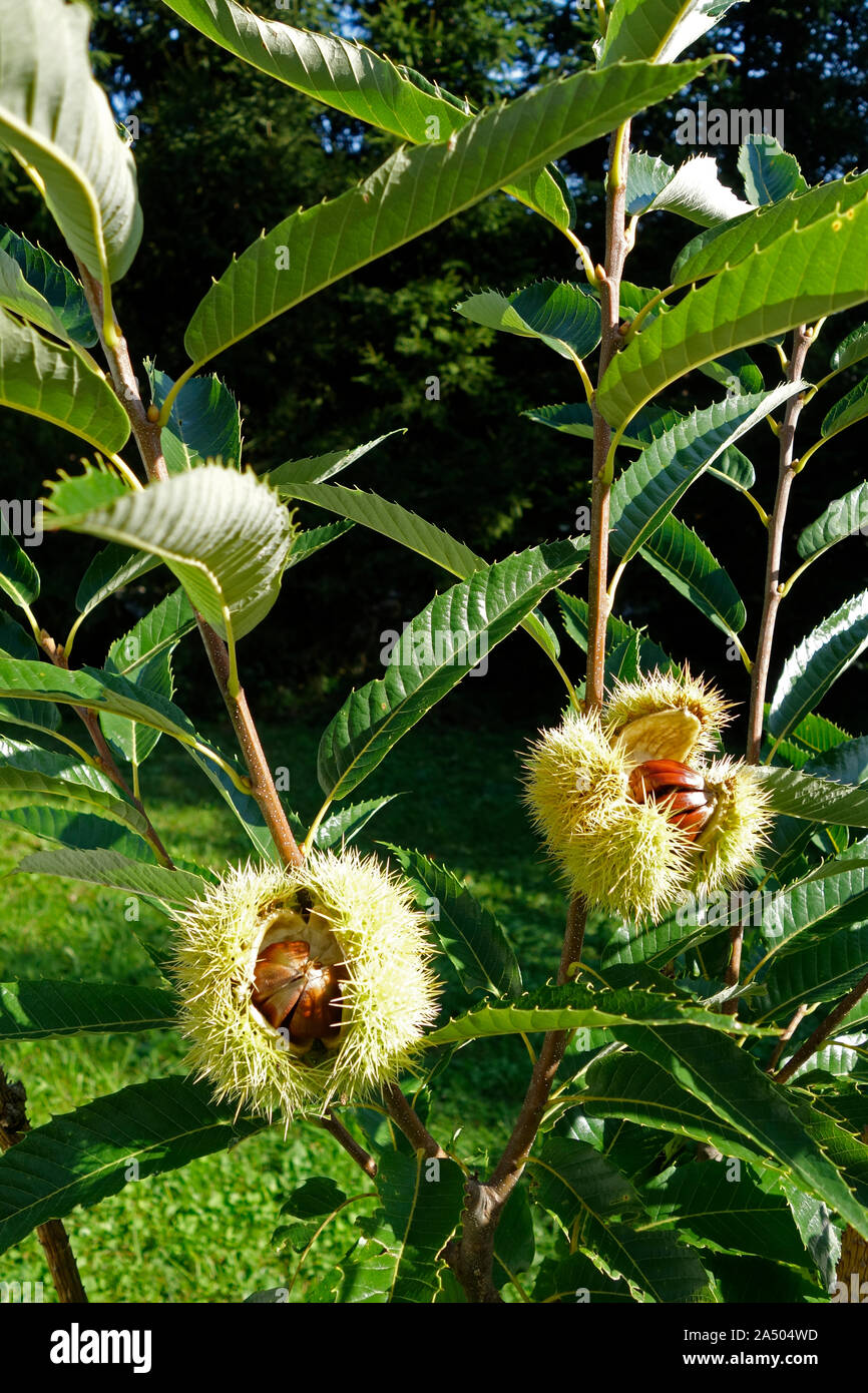 Botany chestnut bur hi-res stock photography and images - Alamy