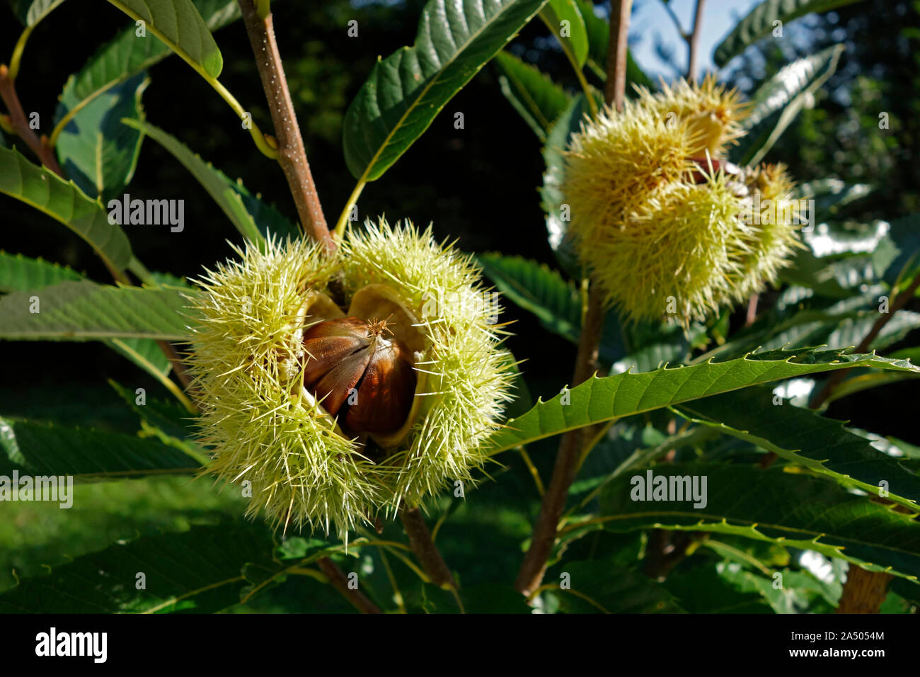 Prickly burr hi-res stock photography and images - Alamy