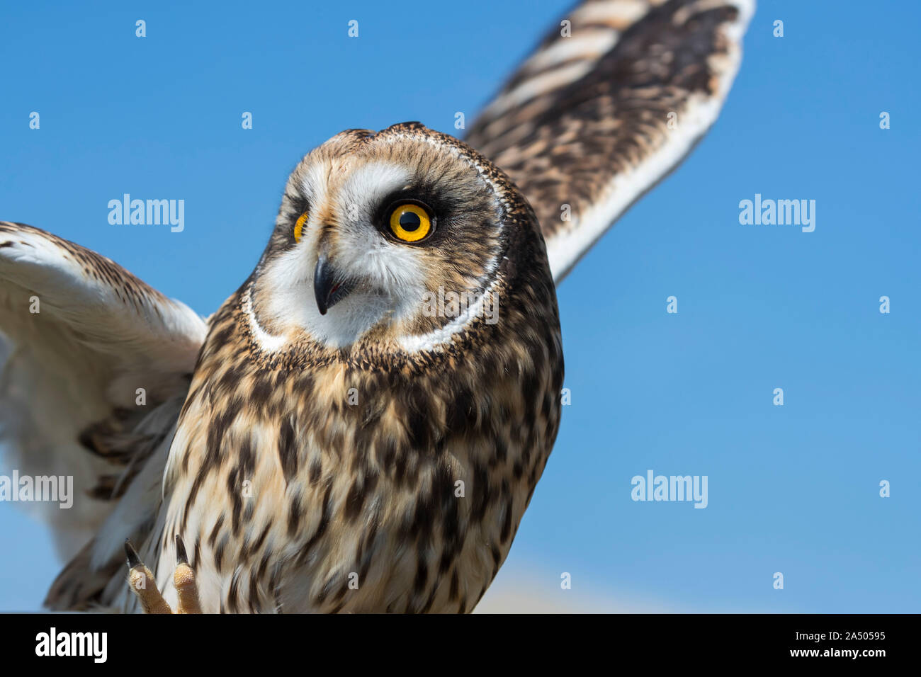 Short-eared owl (Asio flammeus) captive, Holy Island, Northumberland ...
