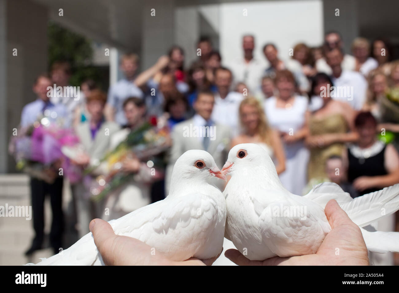 Launching pigeons hi-res stock photography and images - Alamy