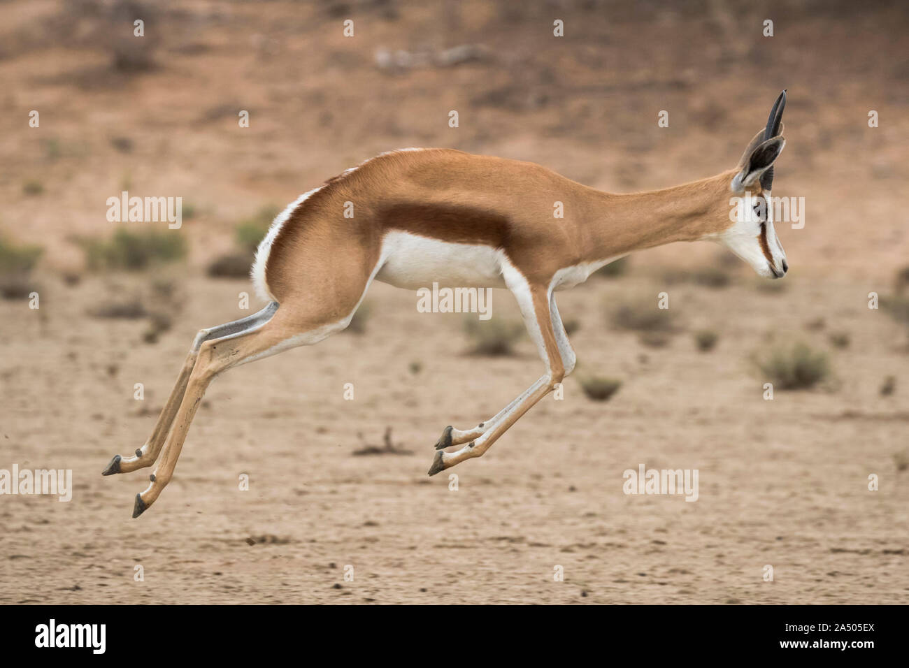 Pronk antelope hi-res stock photography and images - Alamy