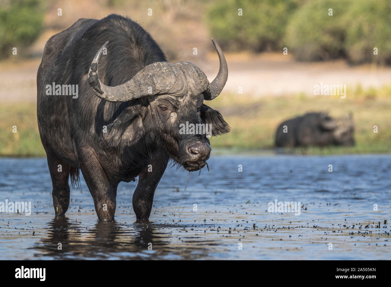 Cape buffalo male hi-res stock photography and images - Alamy