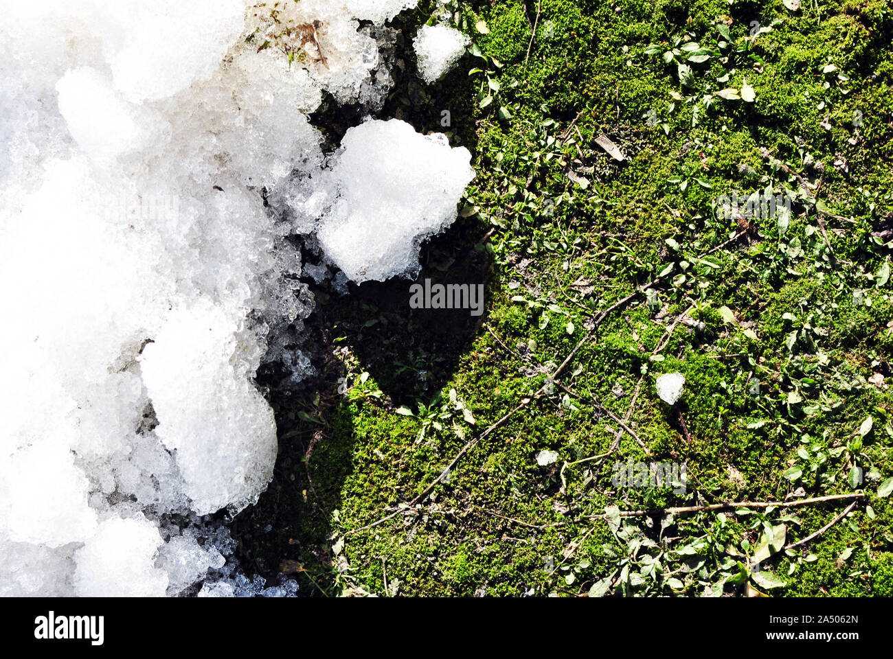 Green moss texture and melting ice, soft blurry background close up ...