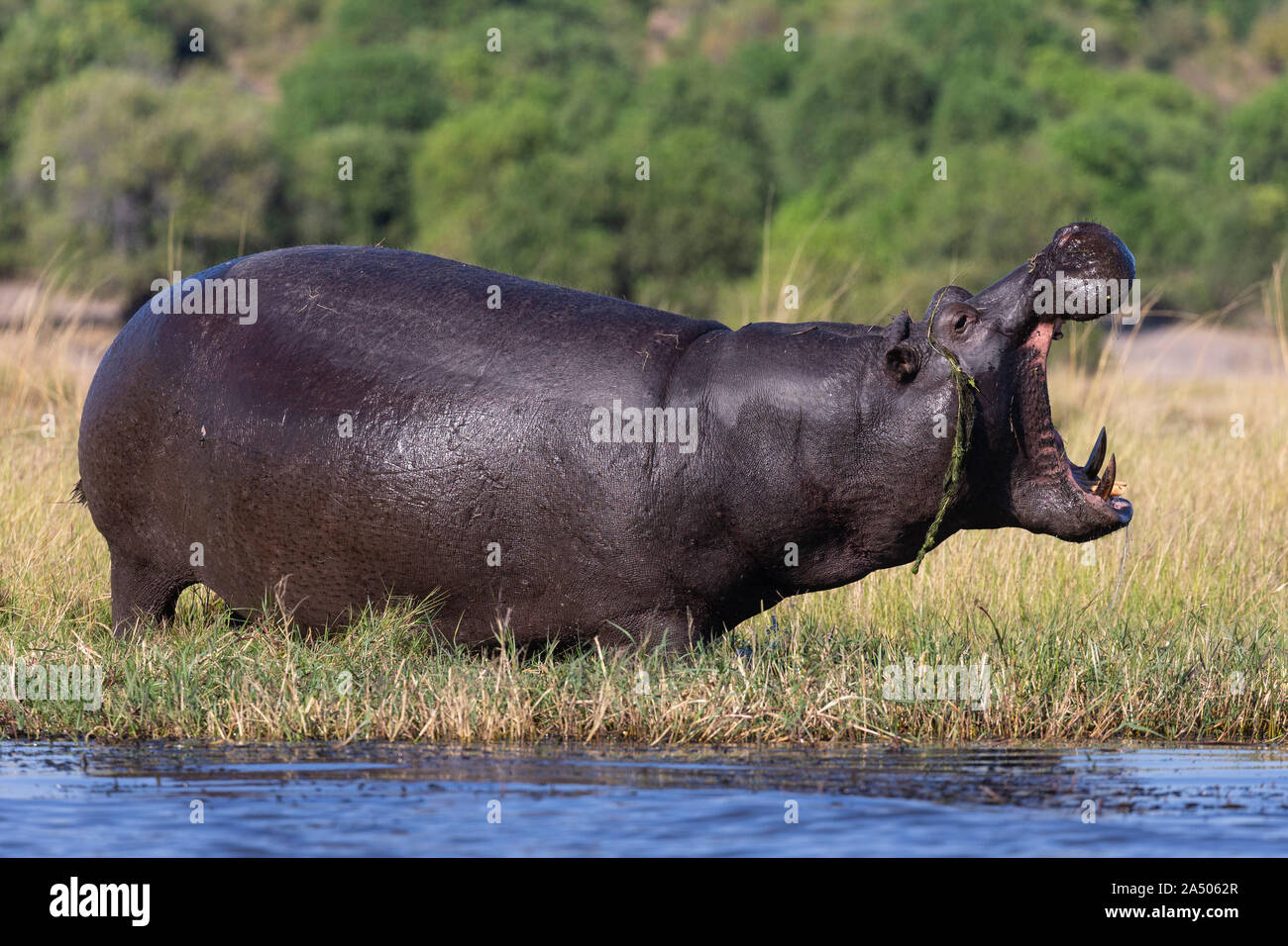 Hippopotamus amphibius hippo hi-res stock photography and images - Alamy