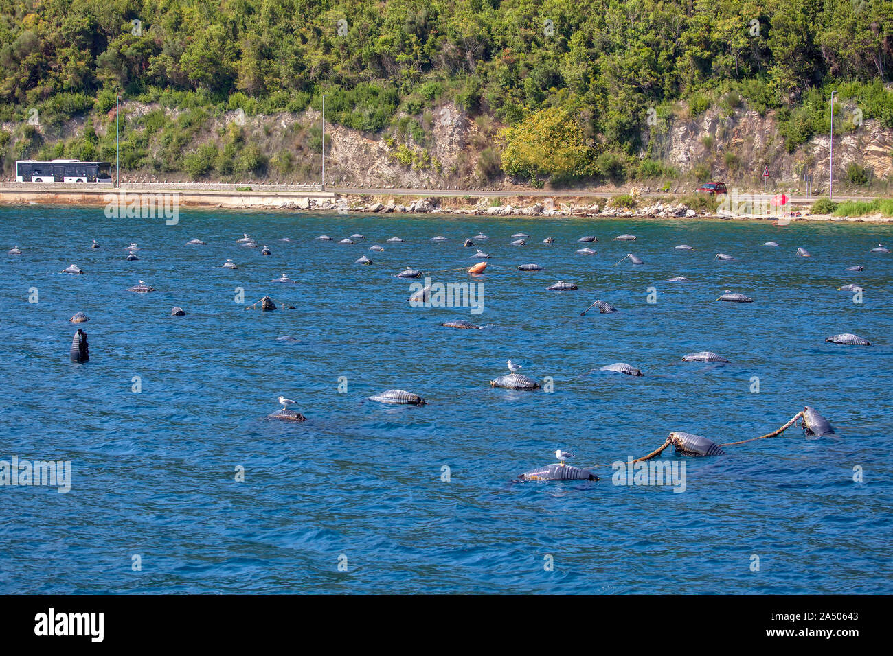 production and cultivation of mussels on the sea water Stock Photo - Alamy