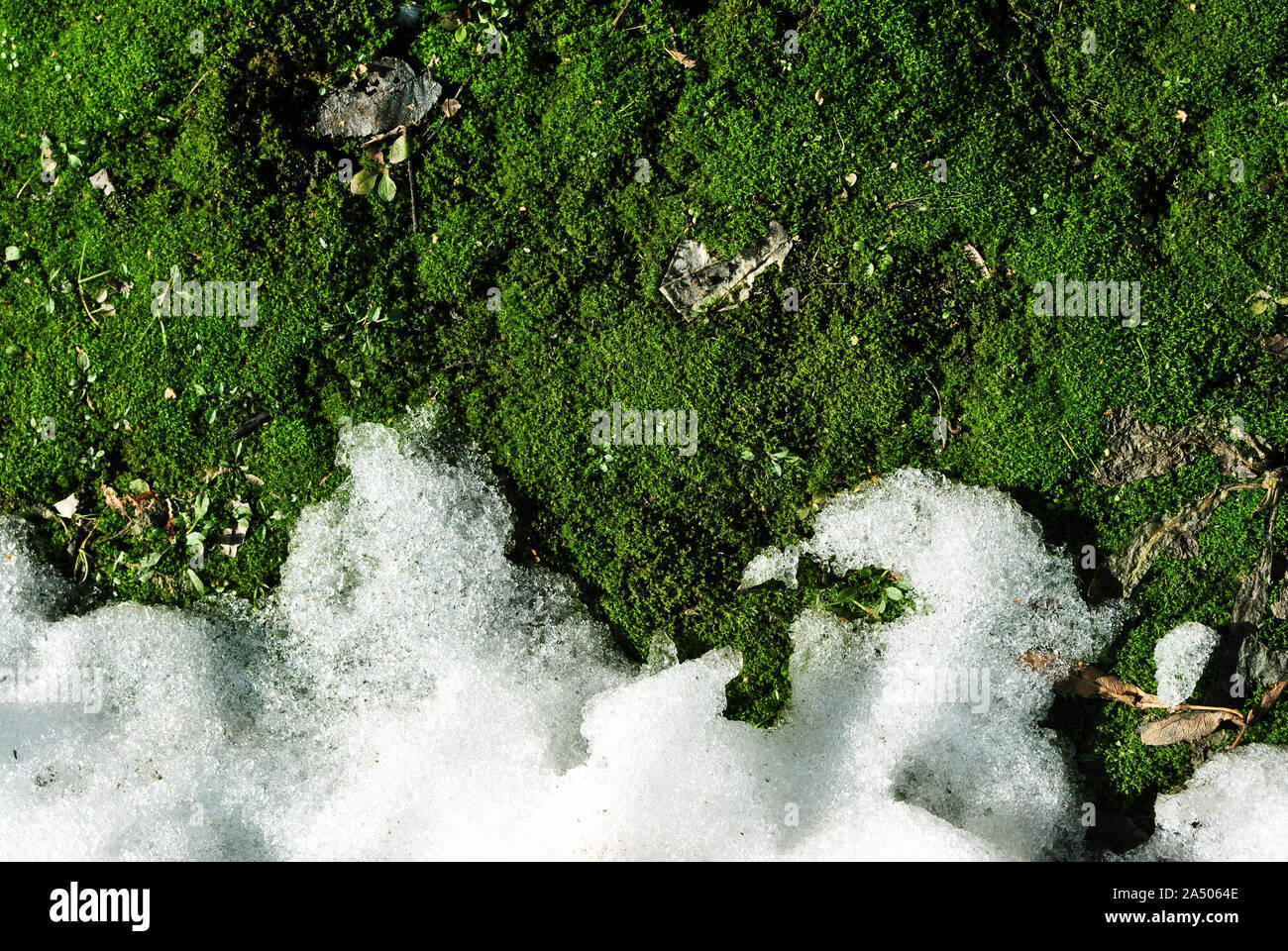 Green moss texture and melting ice, soft blurry background close up ...