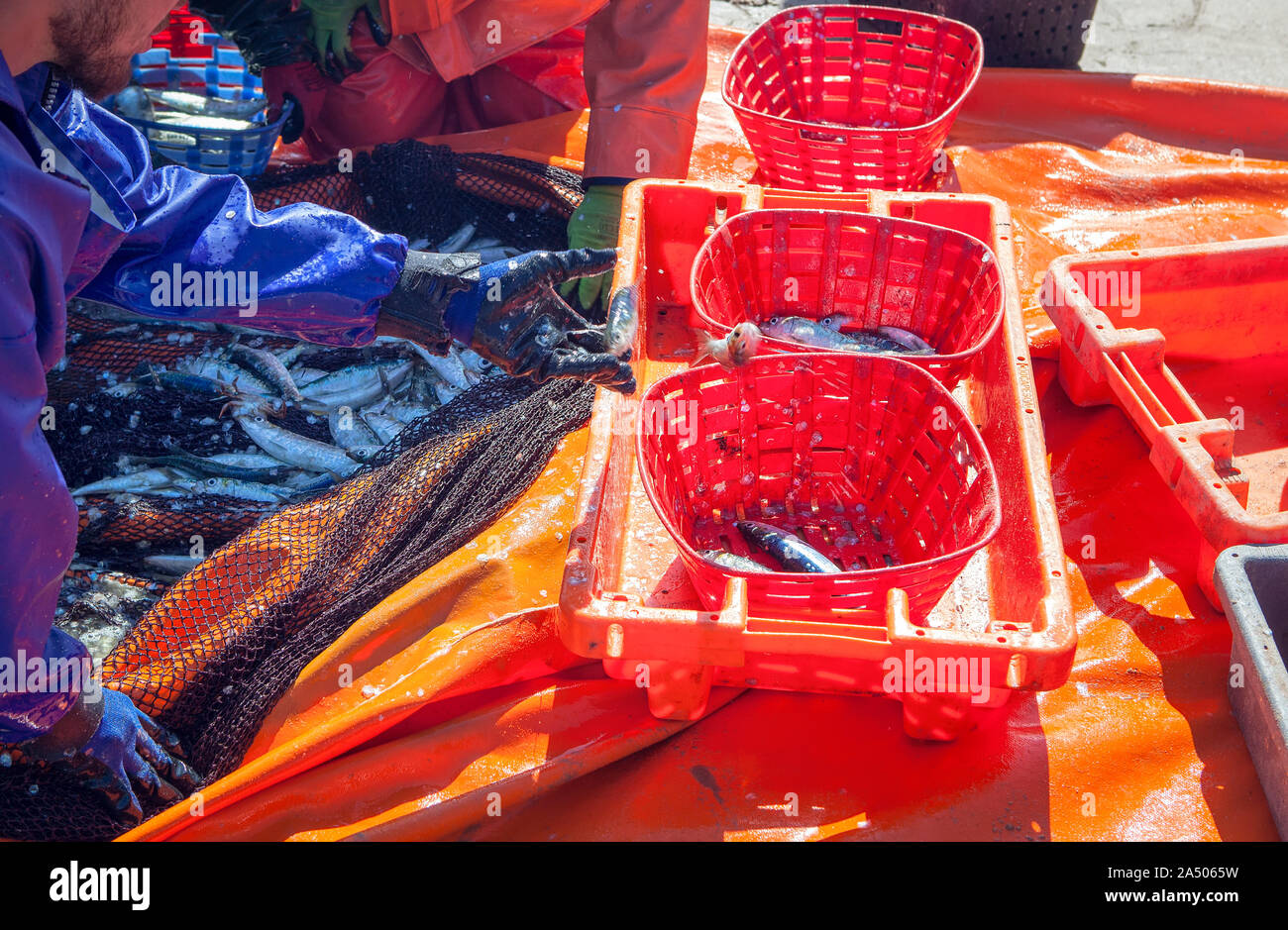 Catching and sorting a fish Stock Photo - Alamy