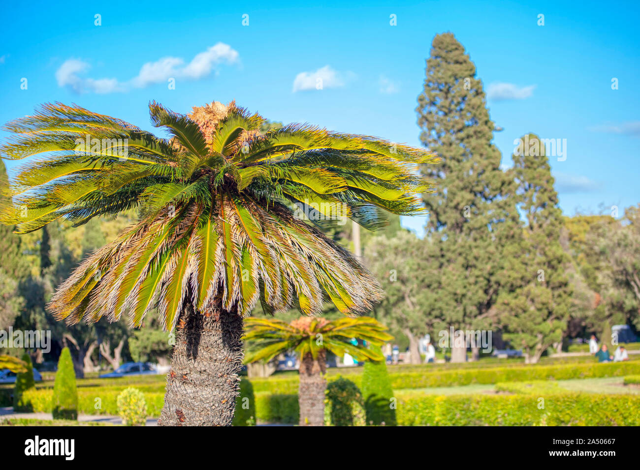 tropical urban park with palm trees Stock Photo - Alamy