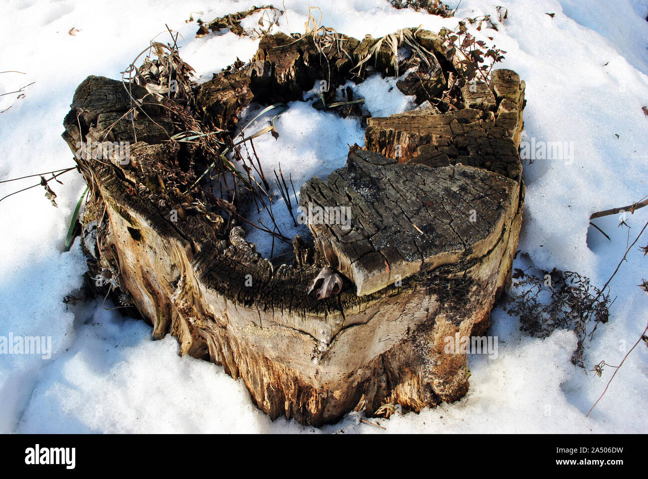 Old poplar tree sawn stump with cracks from center covered with white ...