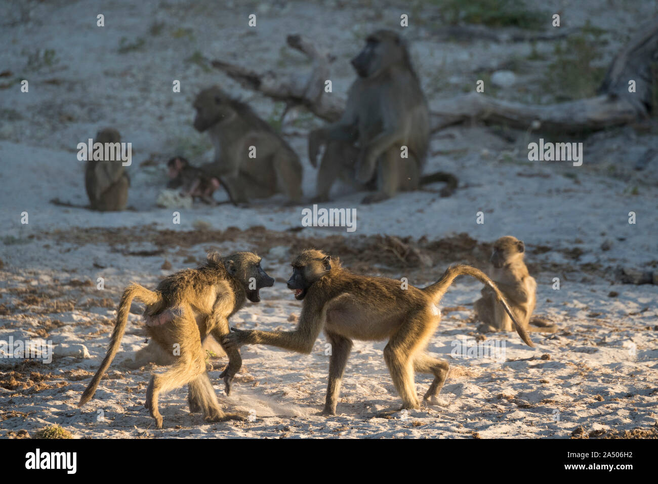 African fight hi-res stock photography and images - Alamy