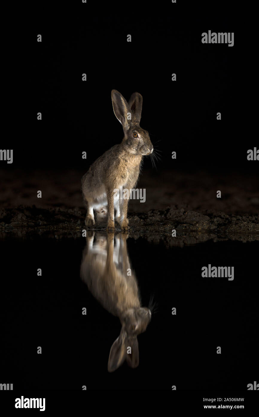 African Hare High Resolution Stock Photography and Images - Alamy