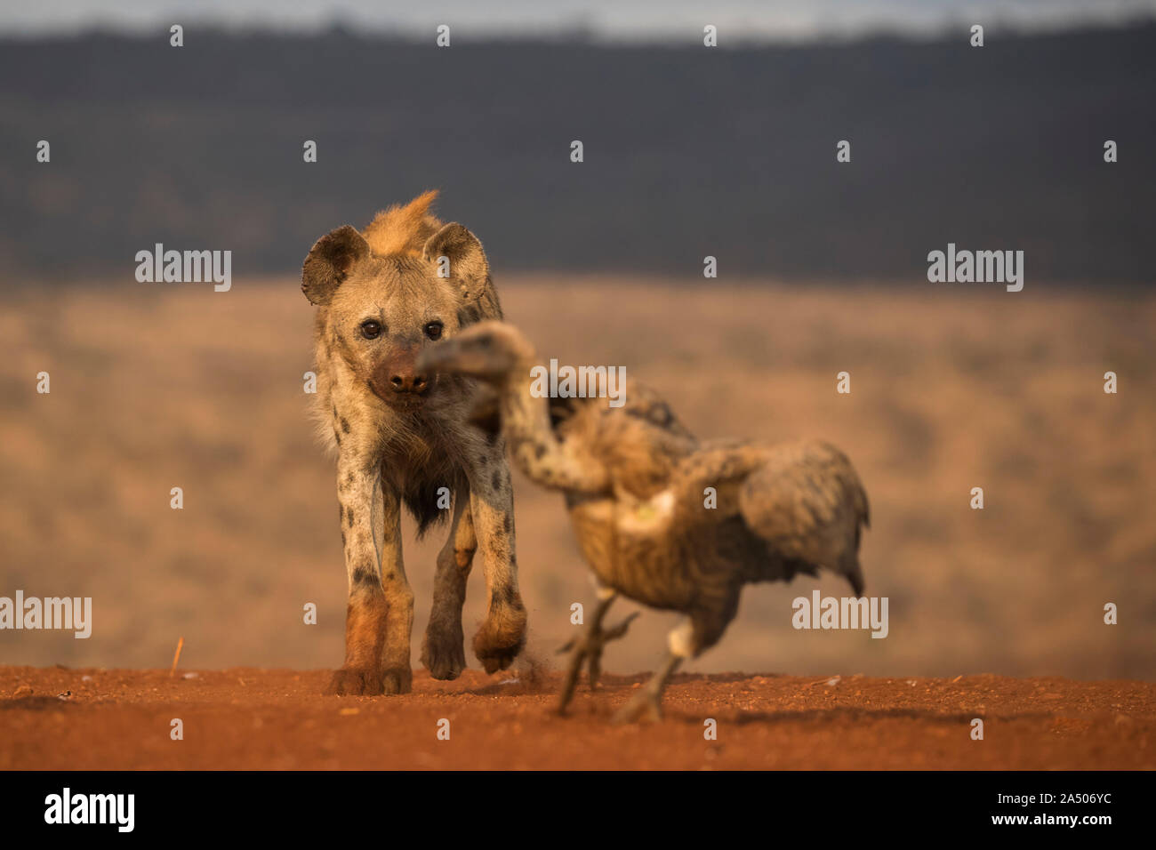 Spotted hyena (Crocuta crocuta) chasing whitebacked vulture, Zimanga ...