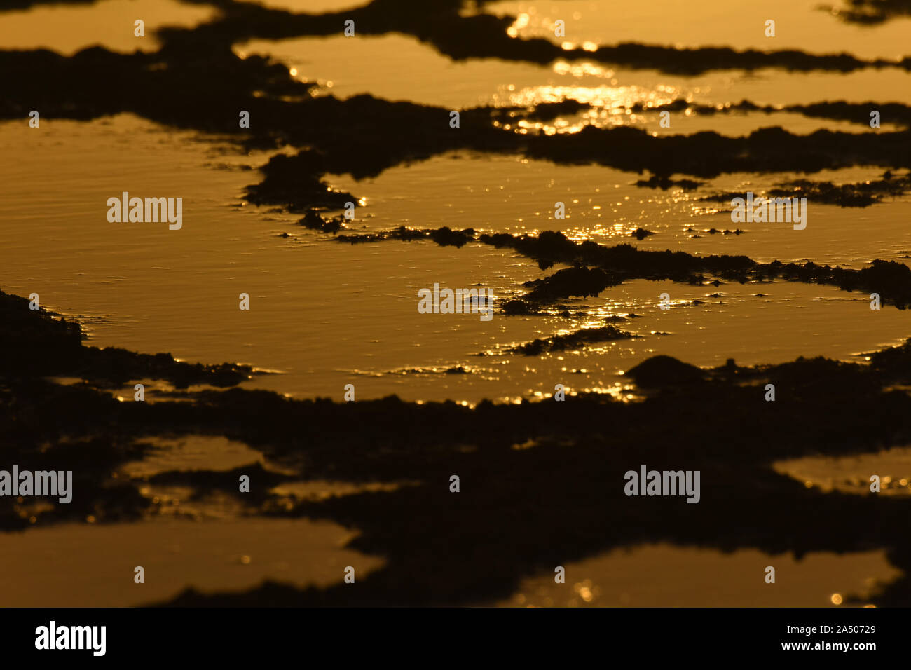 Gold ore close up hi-res stock photography and images - Alamy
