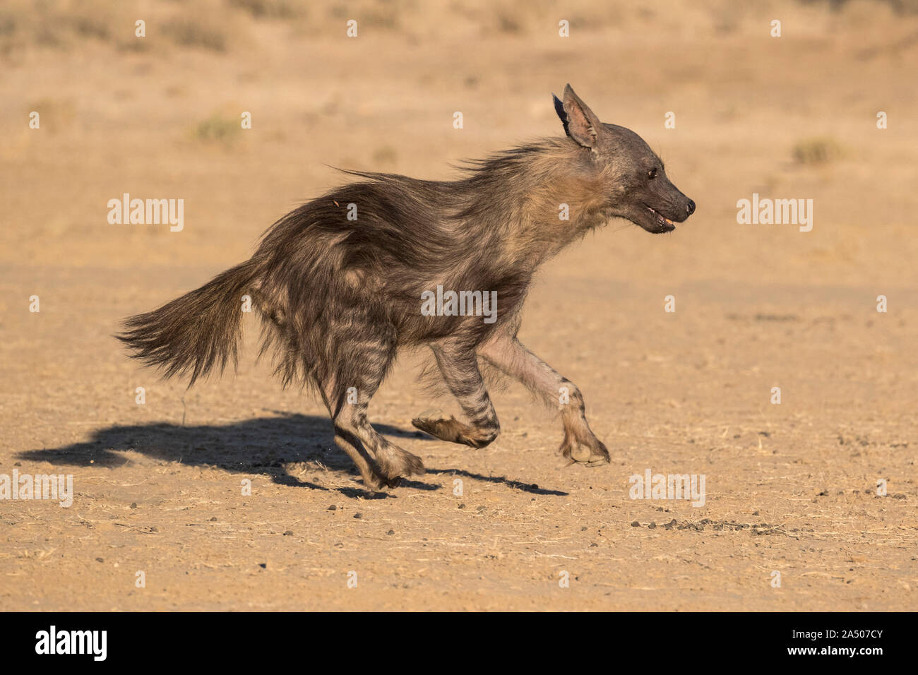 Strandwolf hi-res stock photography and images - Alamy