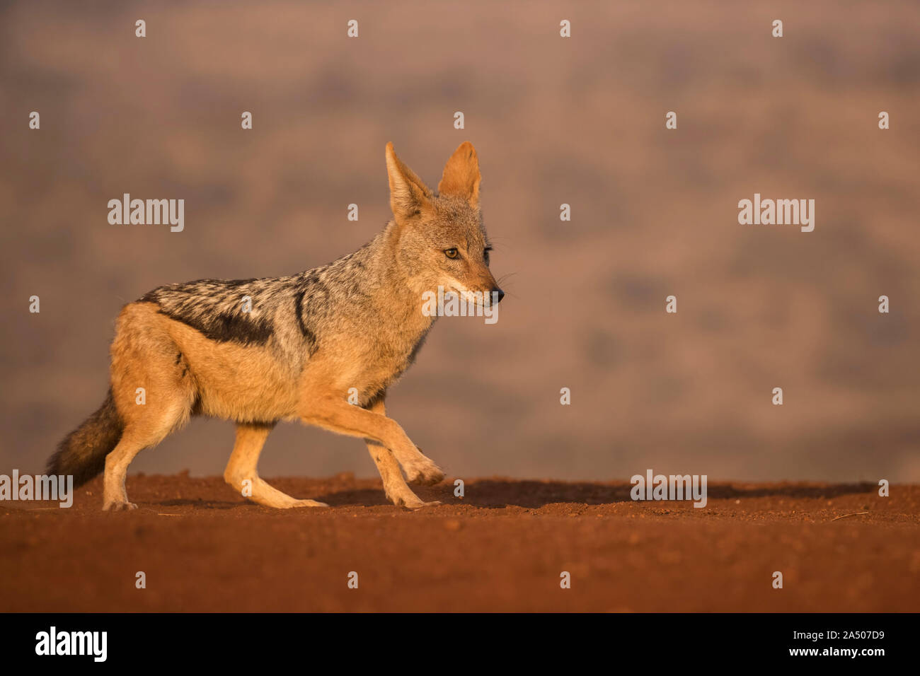 Africa predator hi-res stock photography and images - Alamy
