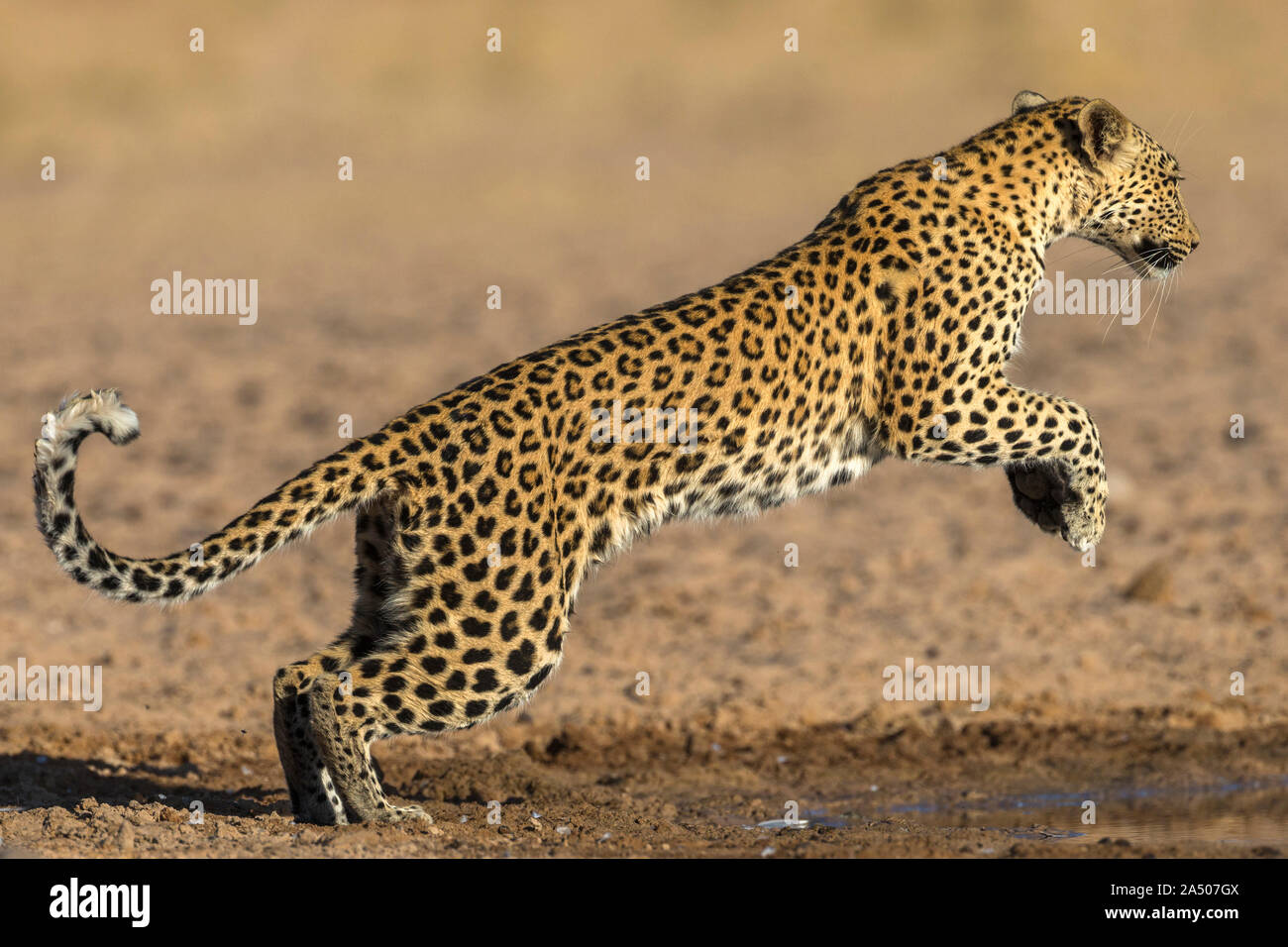 Leopard (Panthera pardus) female leaping, Kgalagadi transfrontier park ...