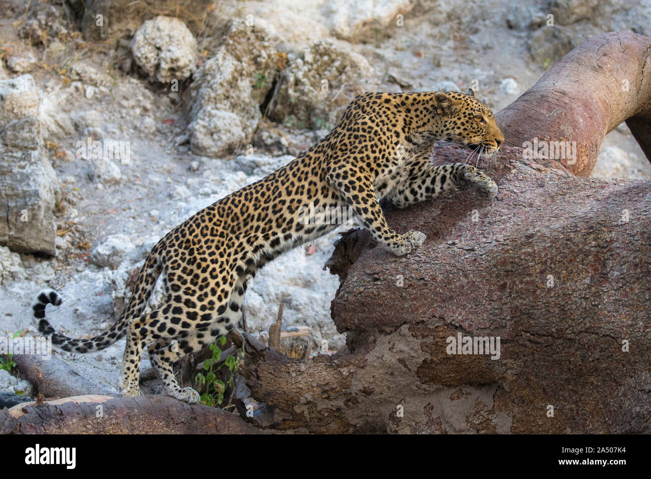 Female african leopard hi-res stock photography and images - Alamy
