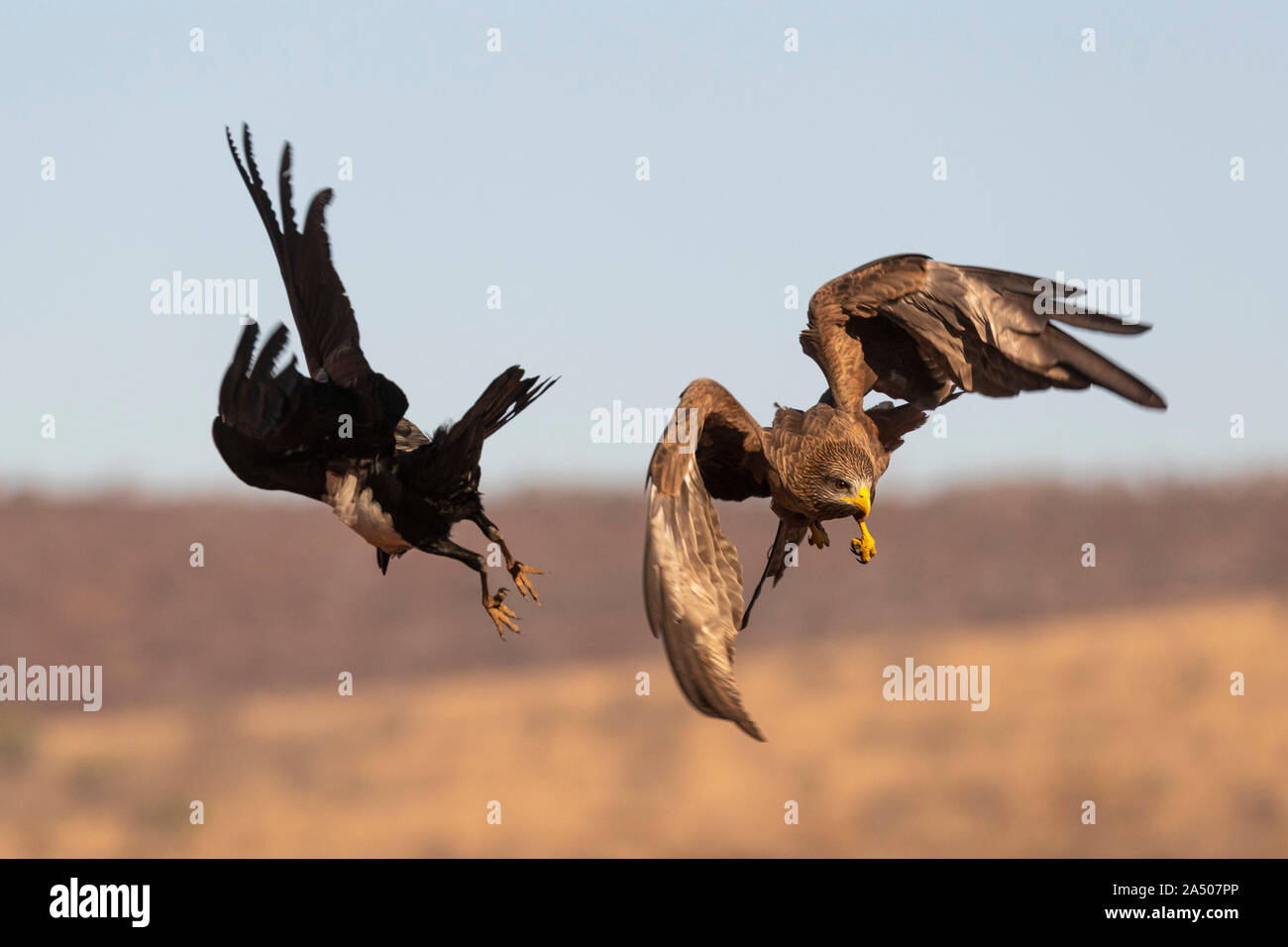 Yellowbilled kite (Milvus aegyptius), chasing pied crow, Zimanga private game reserve, KwaZulu ...