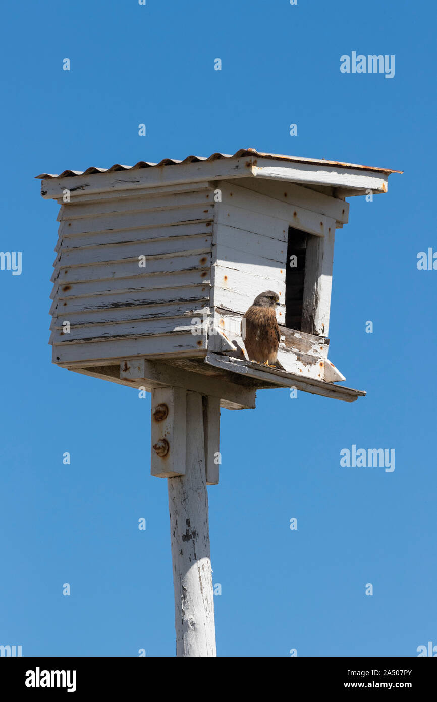 Rock kestrel (Falco rupicolus) at nesting box, Western Cape, South ...