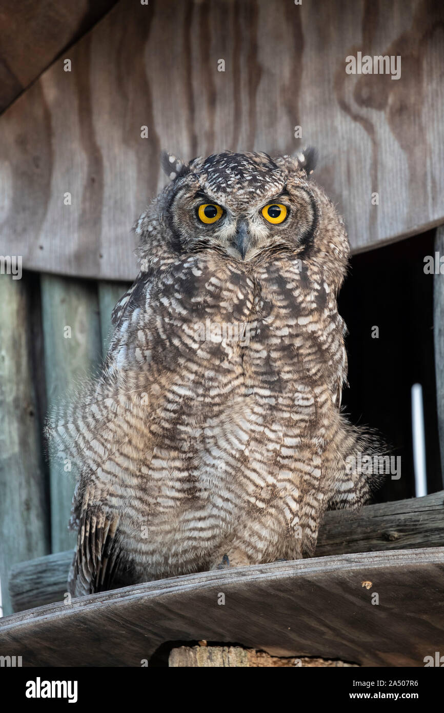Spotted eagle owl (Bubo africanus) at nest box, Paternoster, Western ...