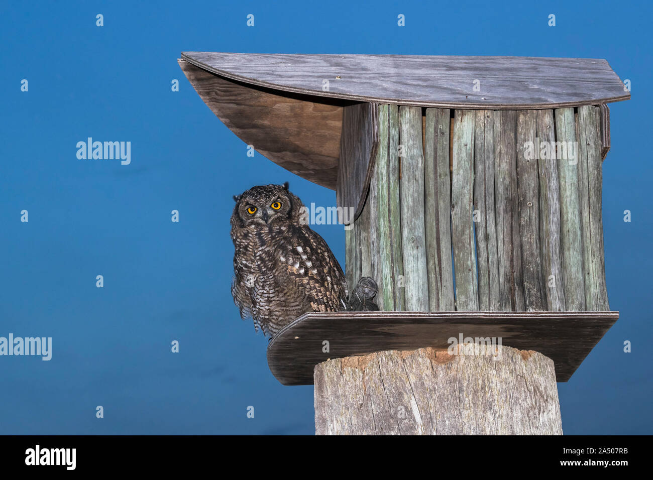 Spotted eagle owl (Bubo africanus) at nest box, Paternoster, Western ...