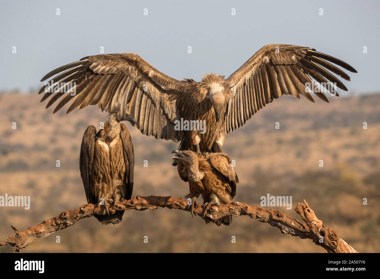 White backed vultures mating hi-res stock photography and images - Alamy