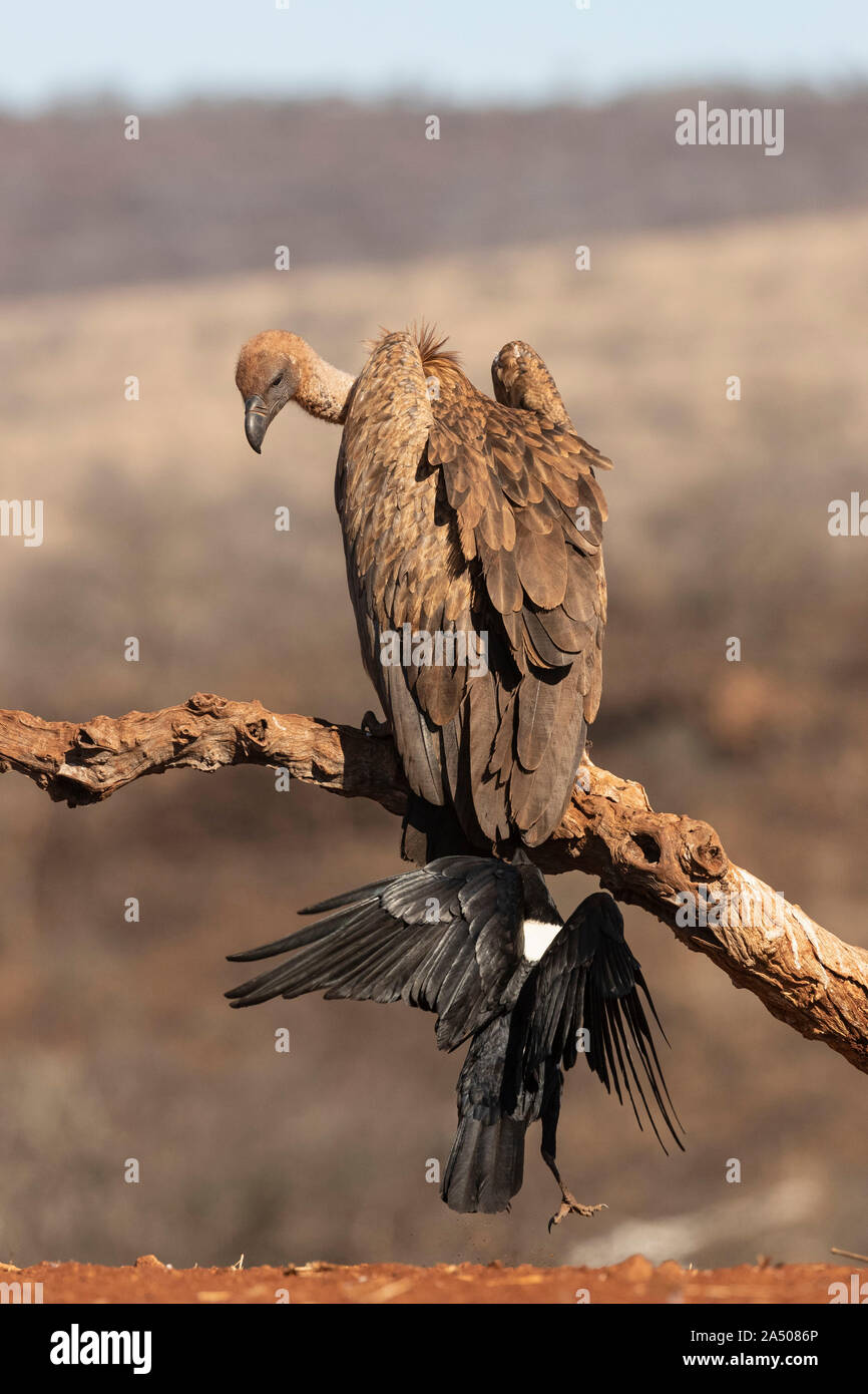 South african crow hi-res stock photography and images - Alamy