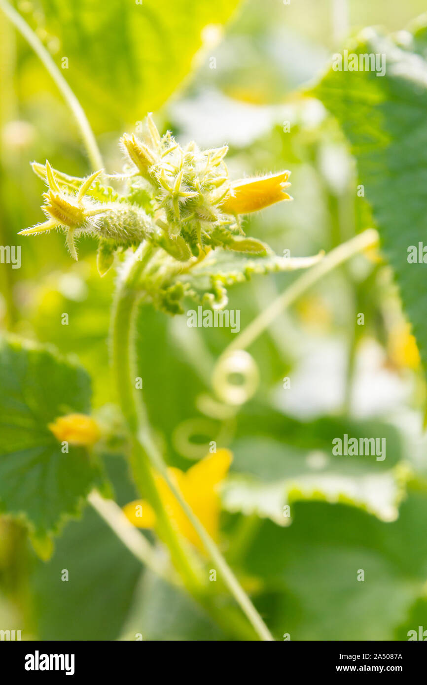 Cucumber embryo with a yellow flower on a branch Stock Photo - Alamy