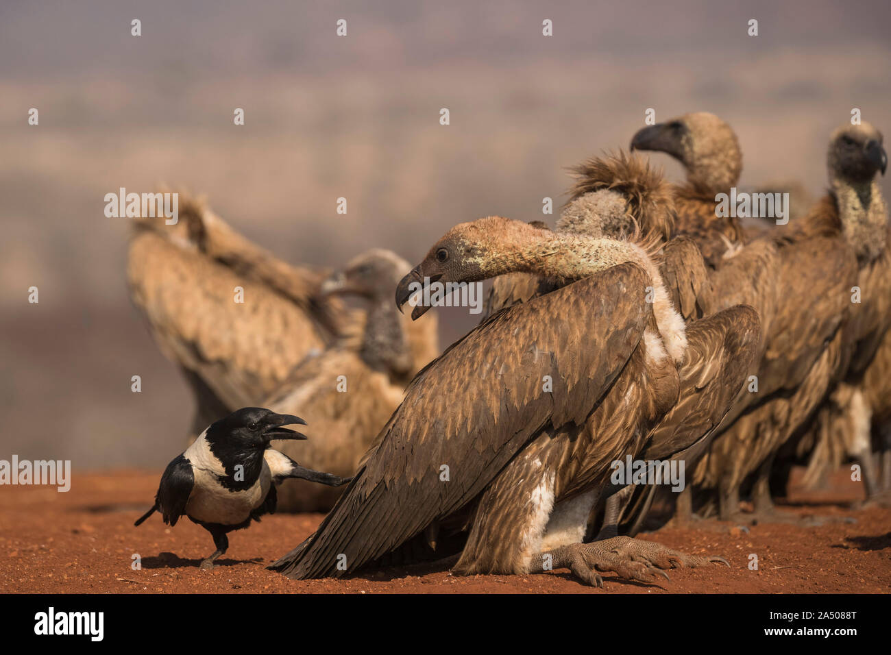 Pied crow (Corvus albus) pulling tail feather of whitebacked vulture ...