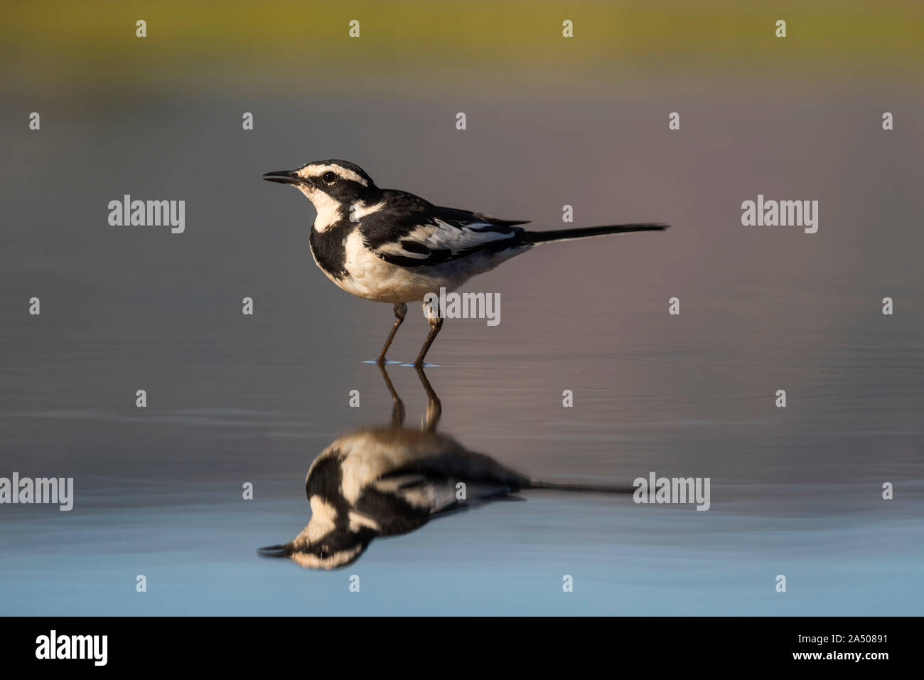 African wagtail bird hi-res stock photography and images - Alamy