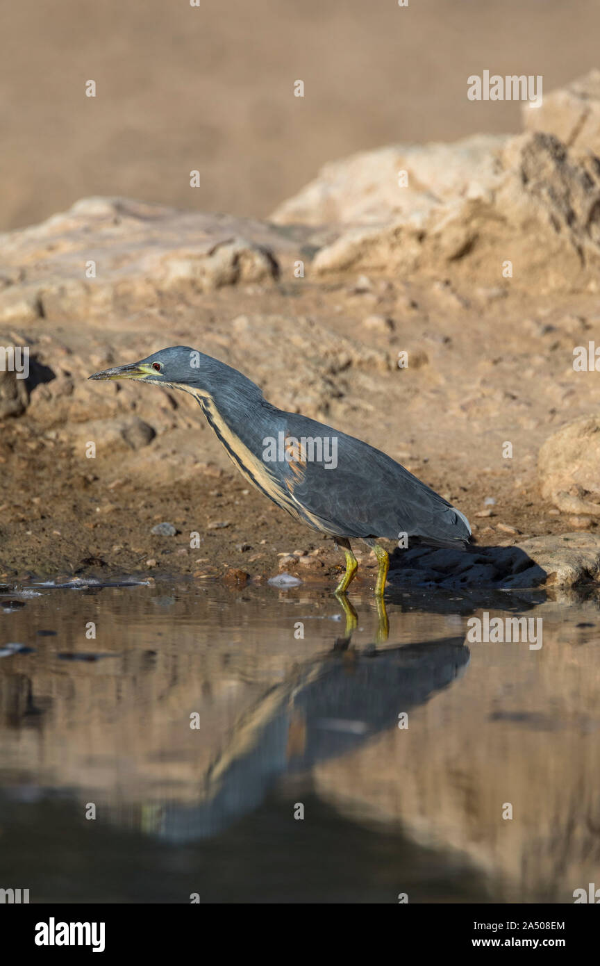 Dwarf bittern (Ixobrychus sturmii), Kgalagadi transfrontier park, South ...
