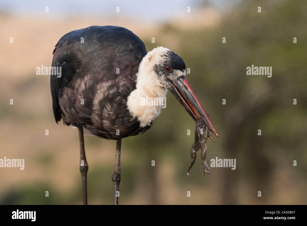 Wooly Necked Stork