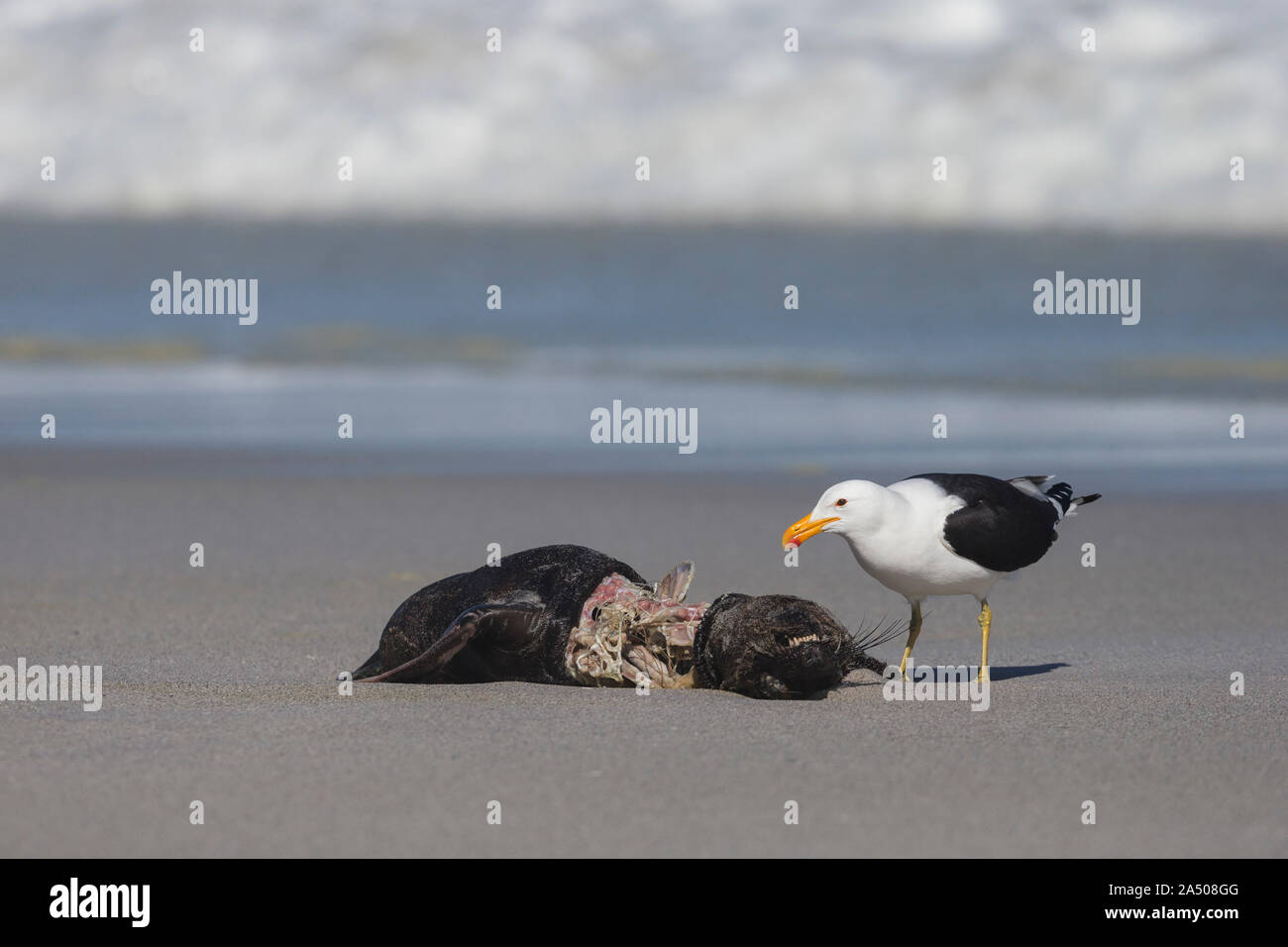 Kelp (Cape) gull (Larus dominicanus) feeding on Cape fur seal carcass ...