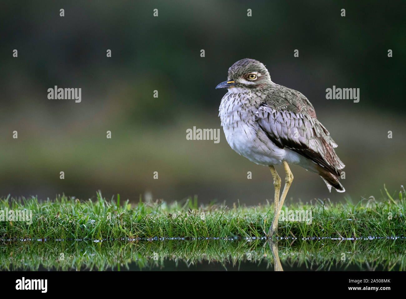 Burhinus Vermiculatus High Resolution Stock Photography and Images - Alamy