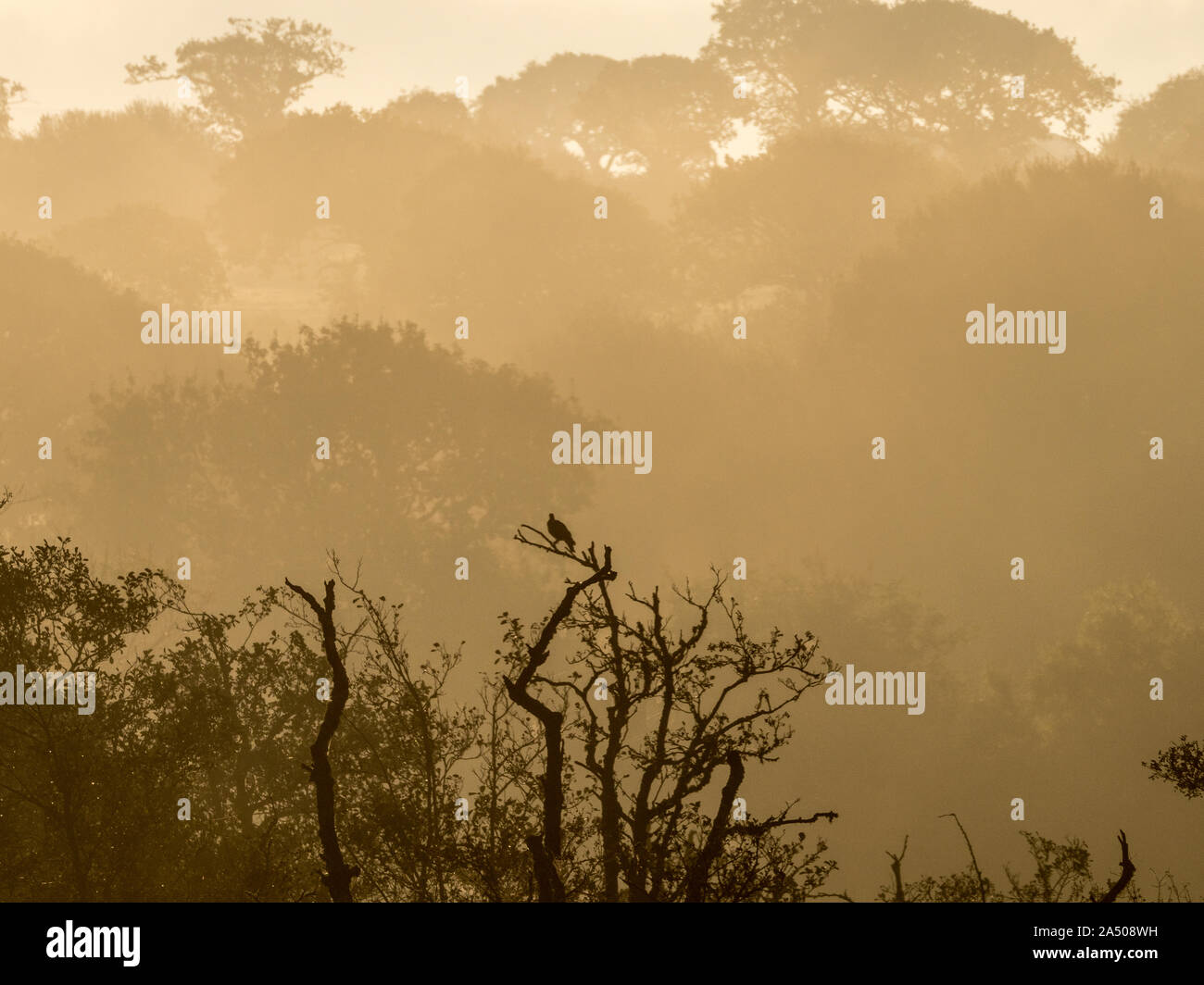 Wood pigeon in tree canopy Stock Photo - Alamy