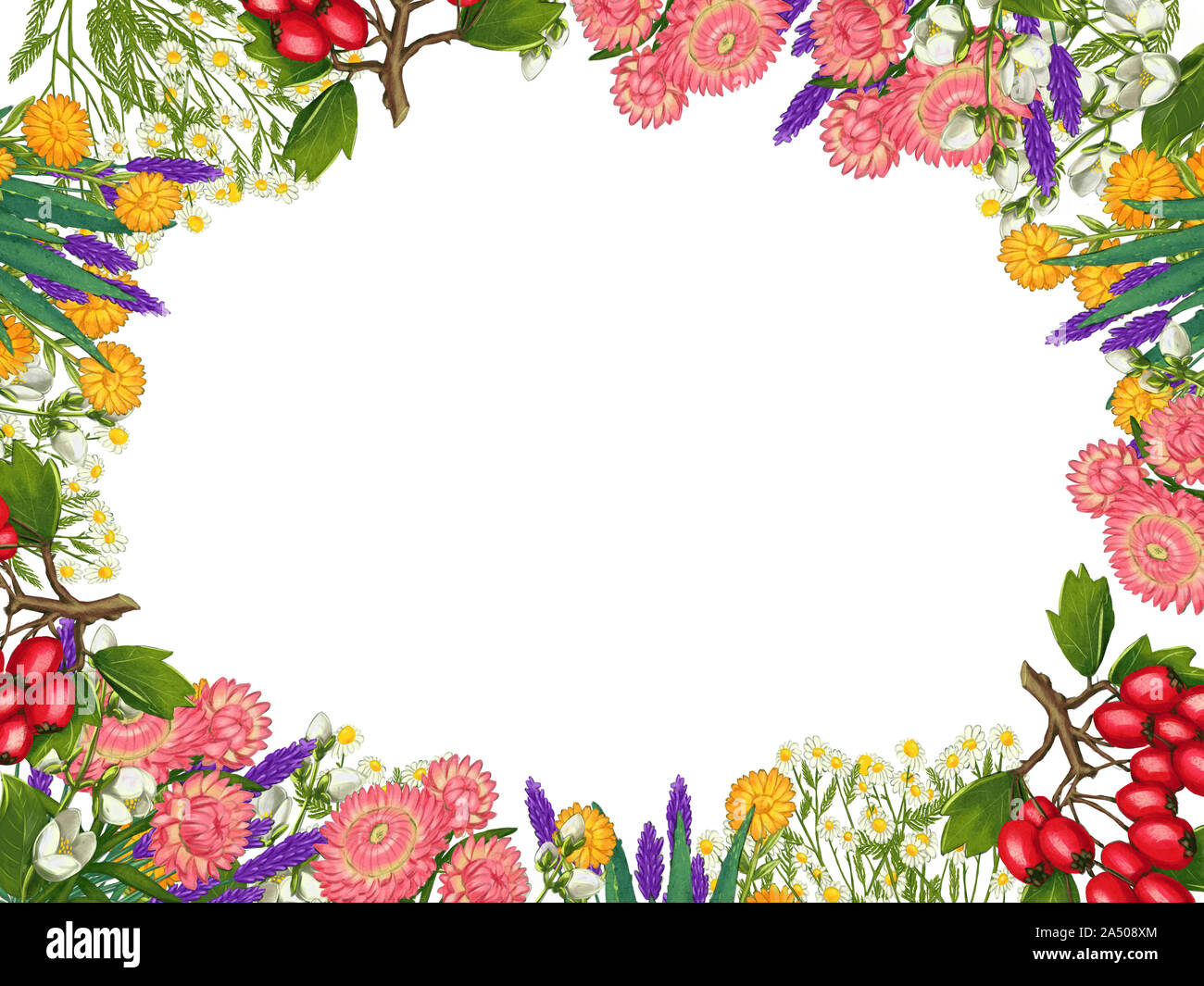 Hand drawn medicinal plant frame. Healing herbs border. isolated on ...