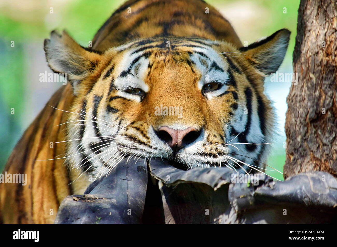 Tiger Playing and Pulling a Tire Panthera Tigris Altaica Stock Photo ...