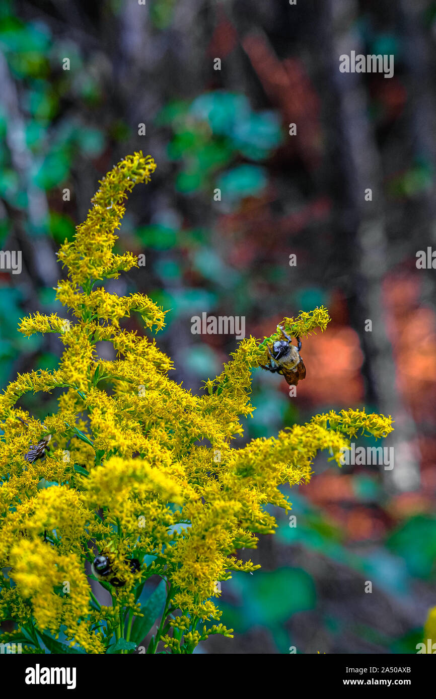 Goldenrod on field hi-res stock photography and images - Alamy