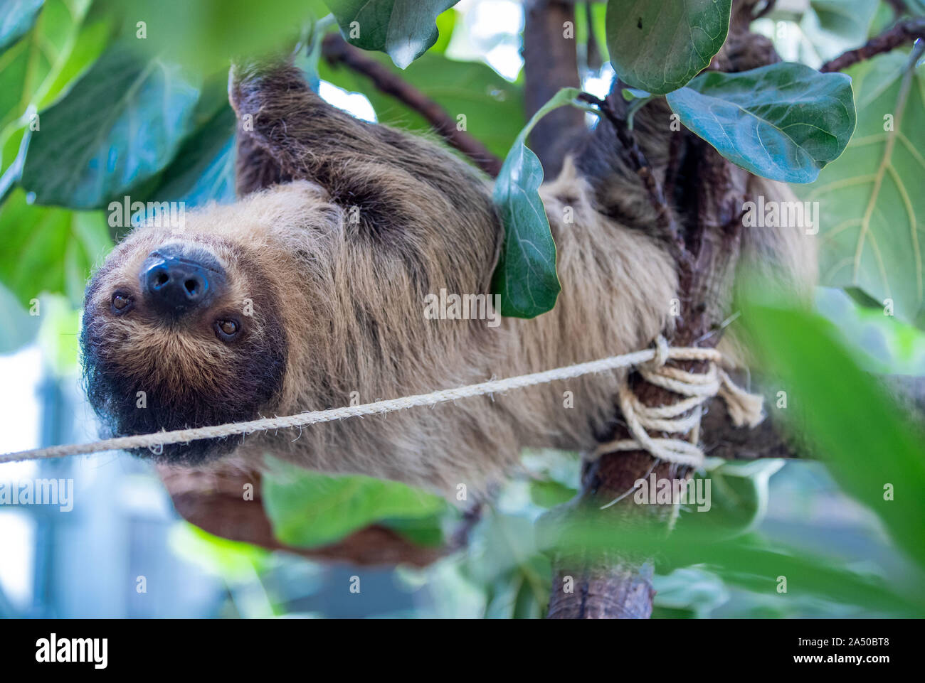 Actual two finger sloth hi-res stock photography and images - Alamy