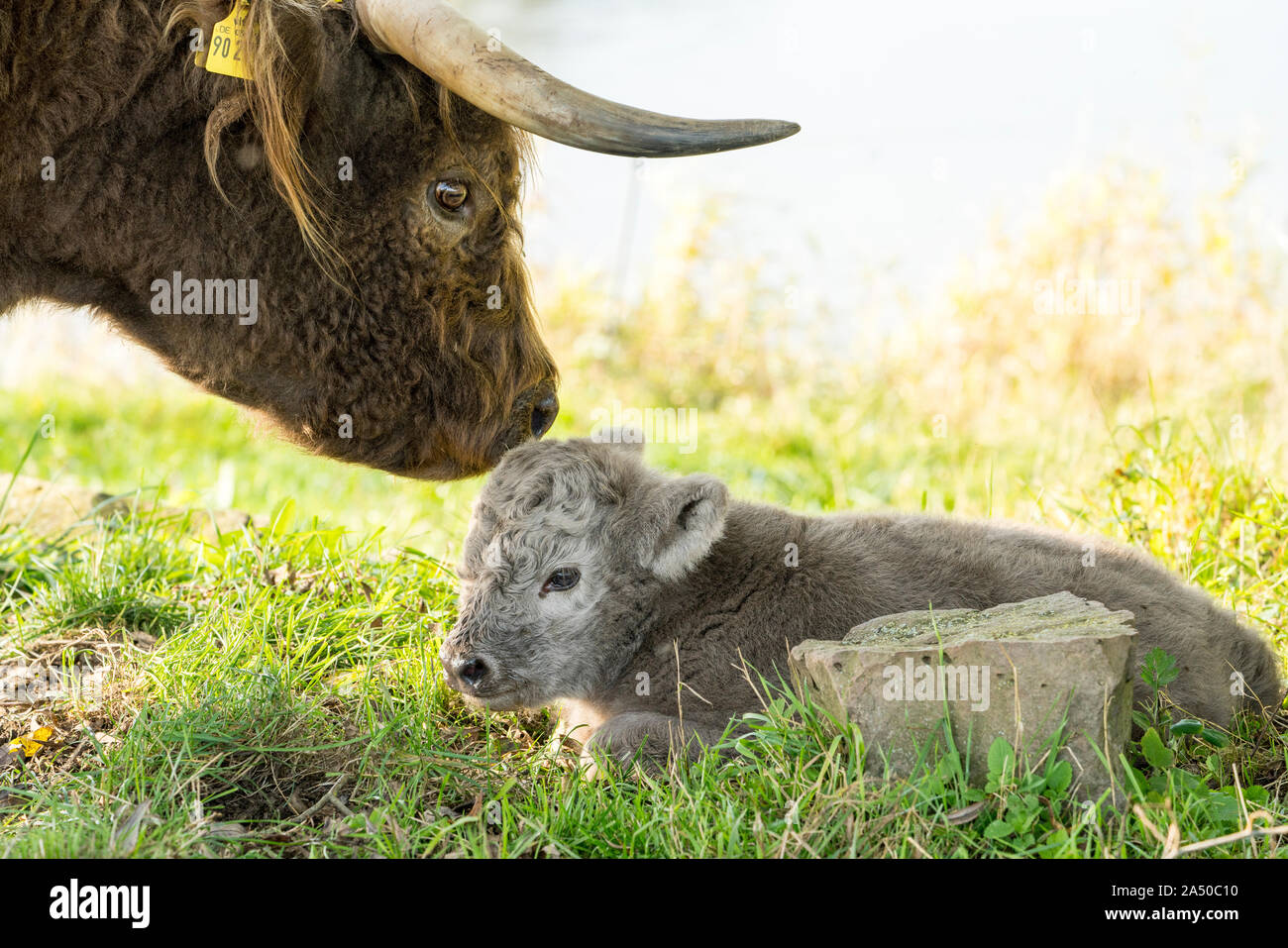 Highland cattle, Mother cow with calf Stock Photo - Alamy