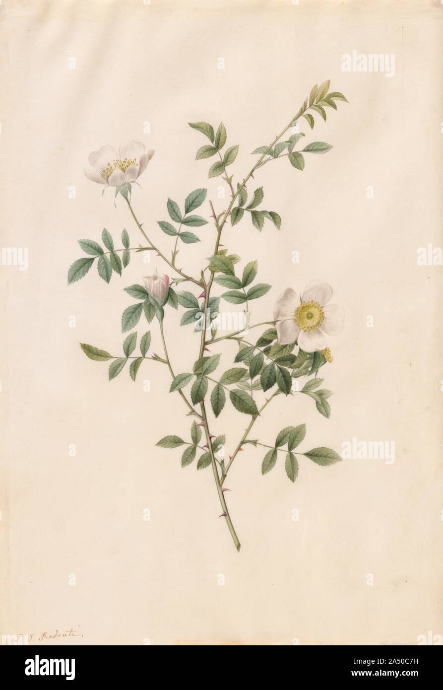 Josephine bonaparte roses hi-res stock photography and images - Alamy