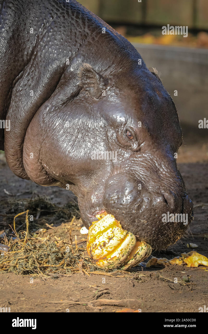Hippo zoo london hi-res stock photography and images - Alamy