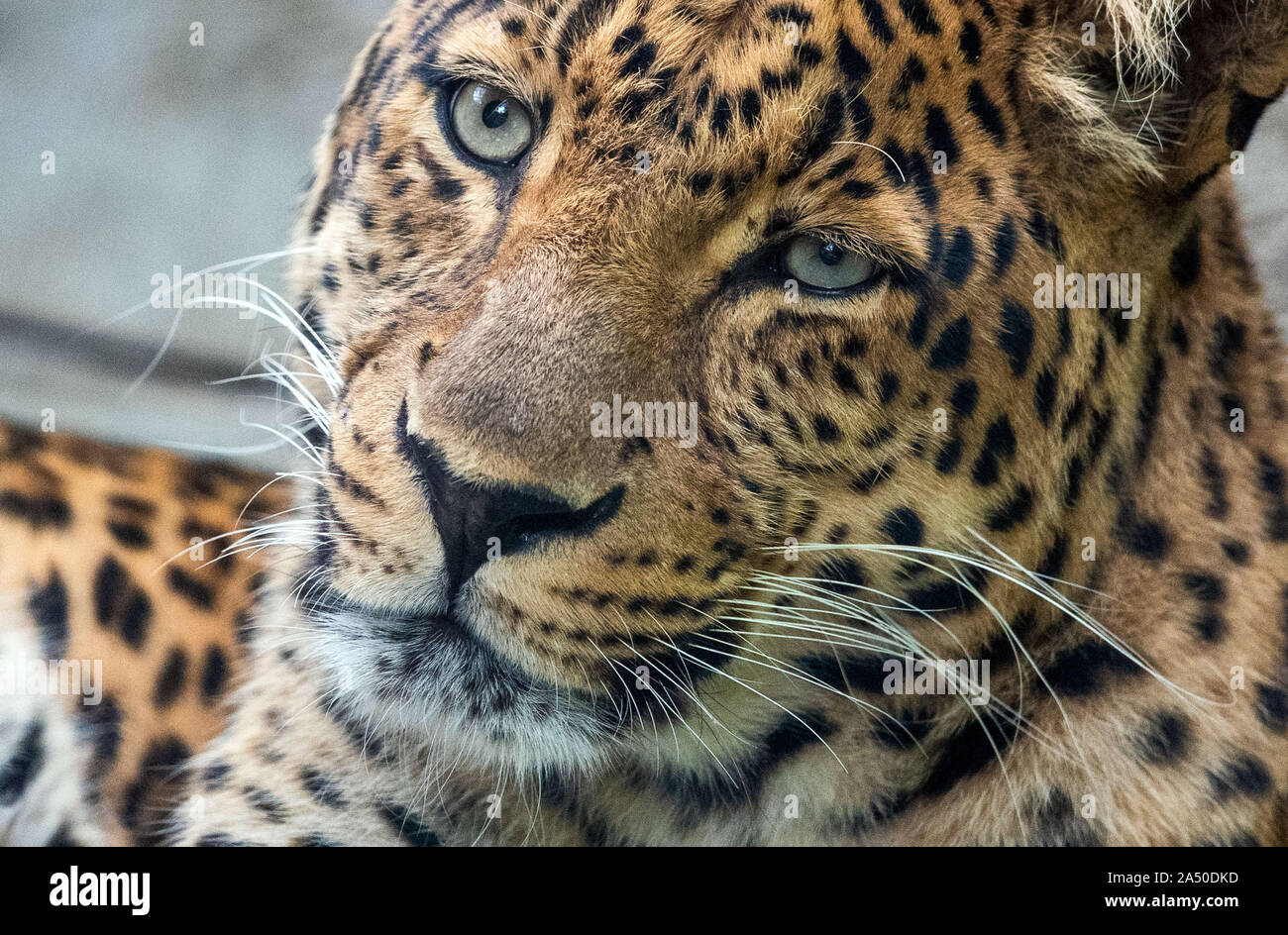 Hoyerswerda, Germany. 17th Oct, 2019. The China Leopard male "San ...