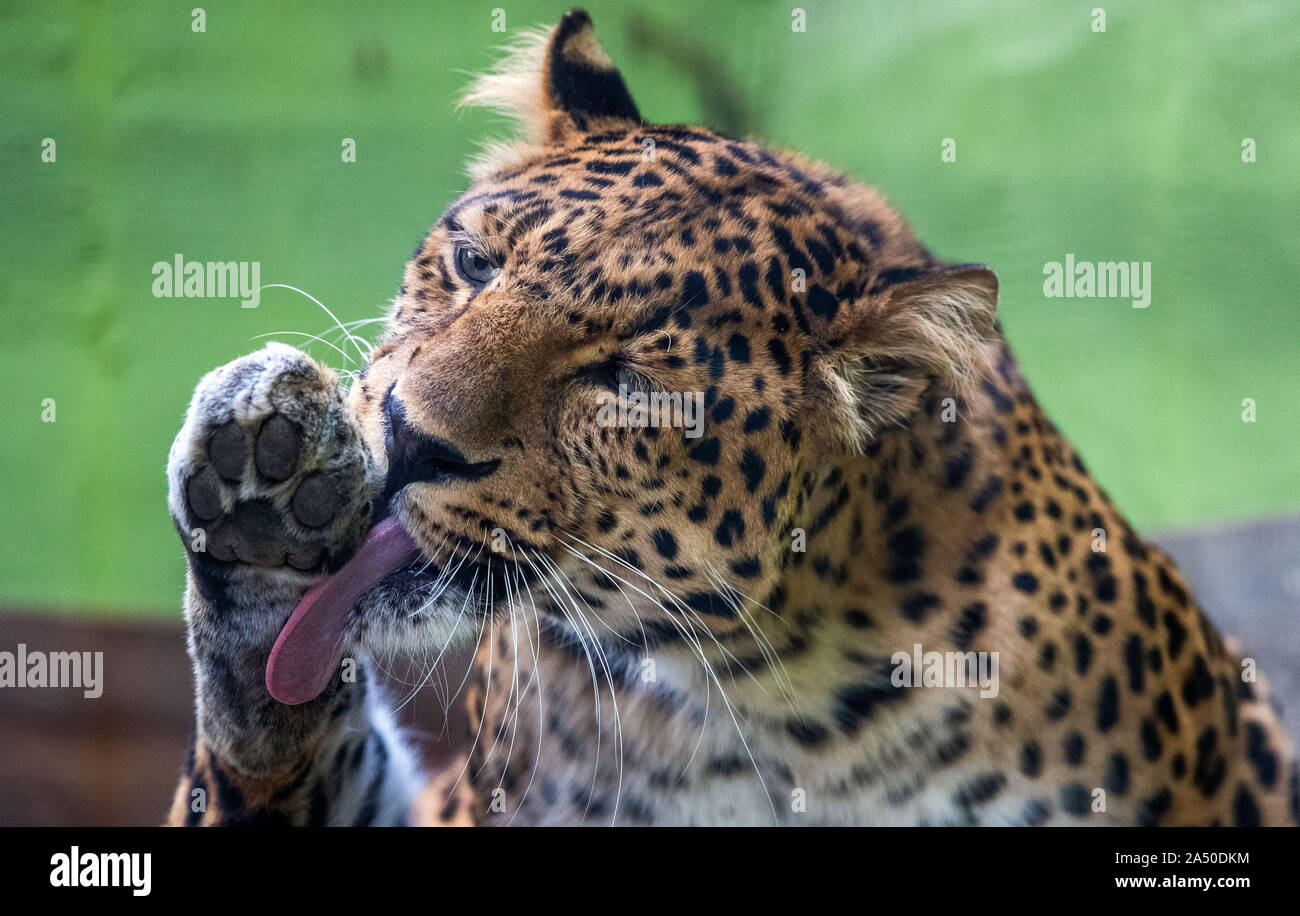 Human leopards hi-res stock photography and images - Alamy