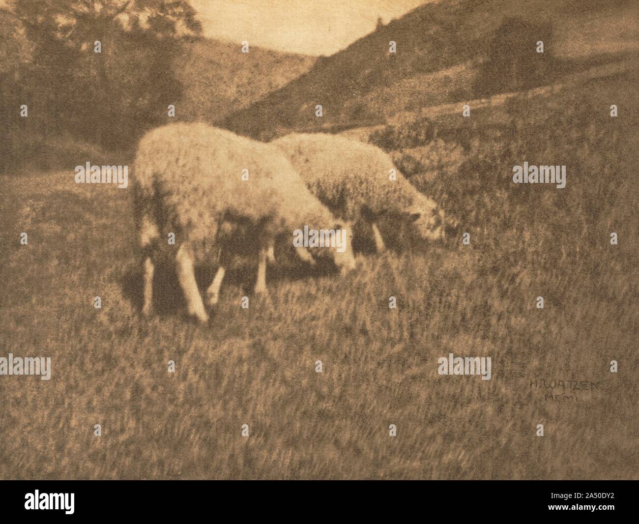 Camera Work: Sheep, 1906 Stock Photo - Alamy