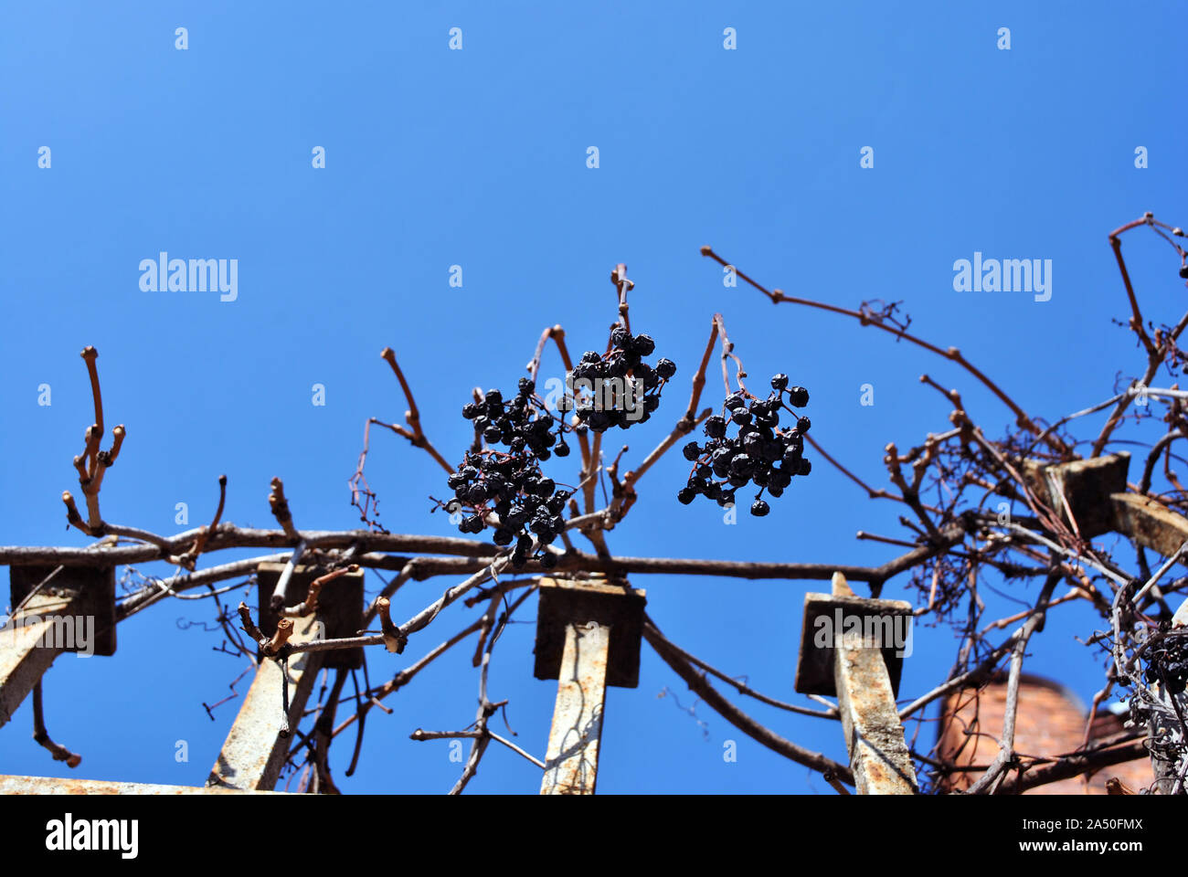 Dry blue grape fruits on branches without leaves on shabby iron fence ...