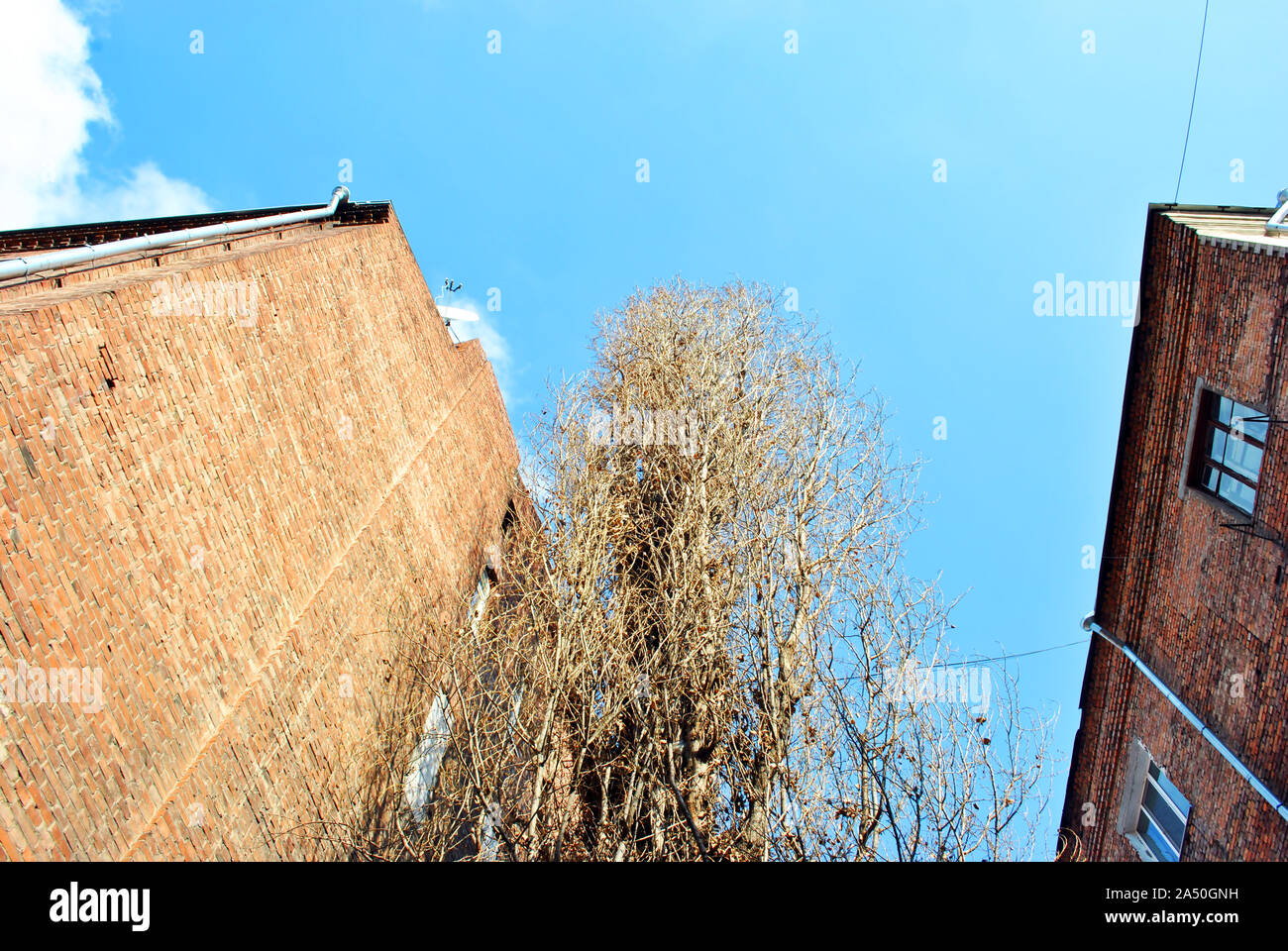 Old poplar tree without leaves, red brick buildings walls with windows ...